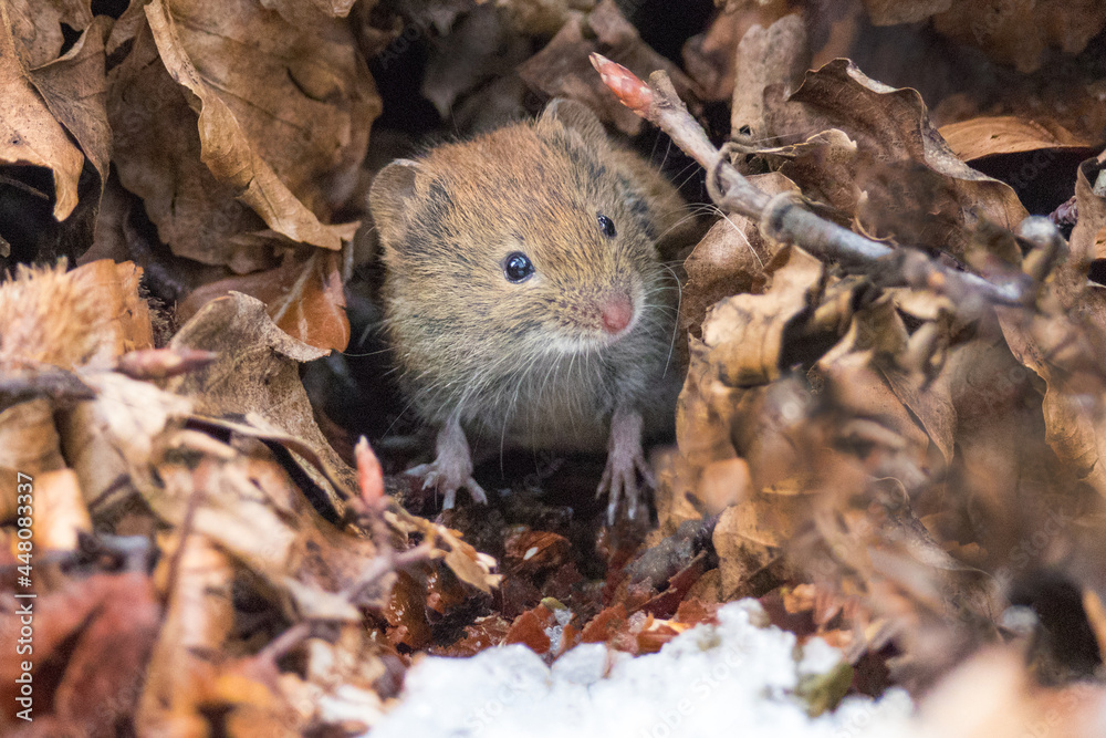 Bank Vole (Clethrionomys glareolus) tolerates of mouse fever ...