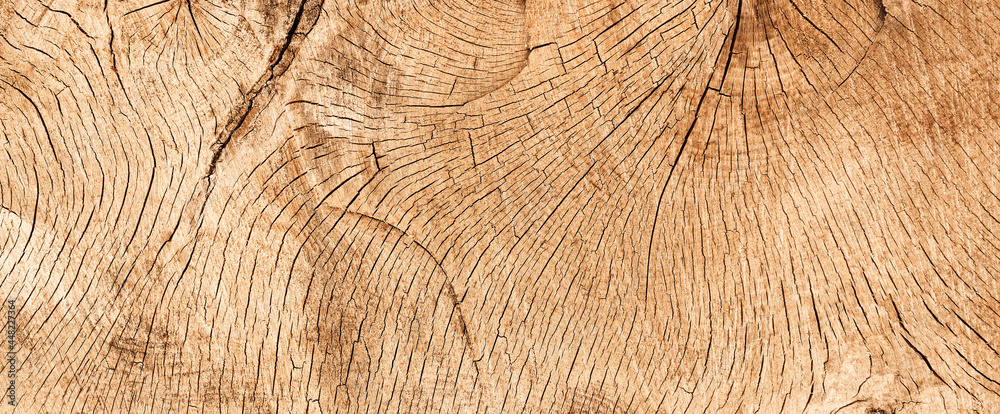 wood texture banner- cross section of an old oak Stock Photo | Adobe Stock