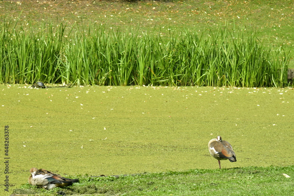 Canards géants au bord d'un étang couvert de mousse verte au parc des ...