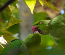 Kramer Parrot Free Stock Photo - Public Domain Pictures
