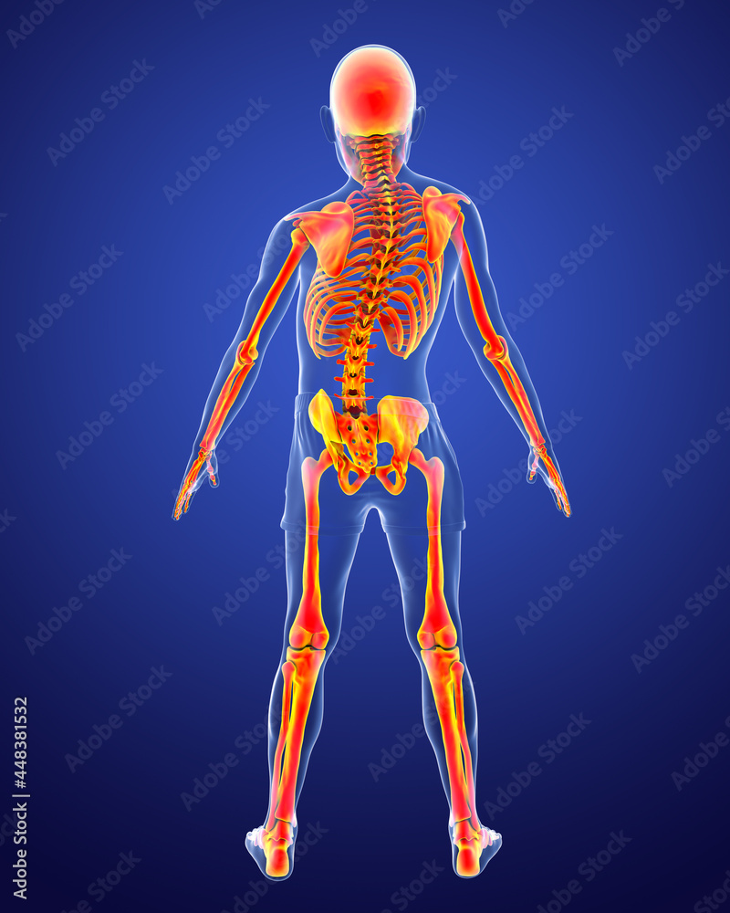 Scoliosis, 3D illustration. Spine curve anatomy Stock Illustration ...