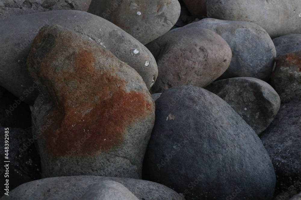 Barnacles are arthropods that belong to the infraclass Cirripedia ...