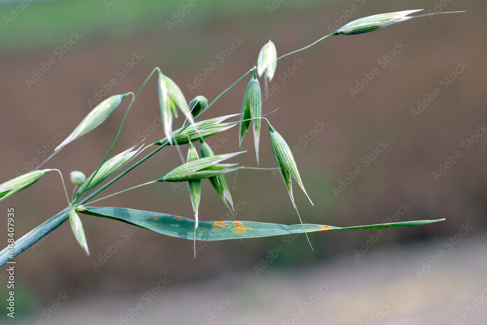 Stem rust, also known as cereal rust, black rust, red rust or red dust ...