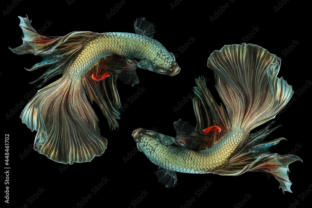 Two Betta Fish Fighting