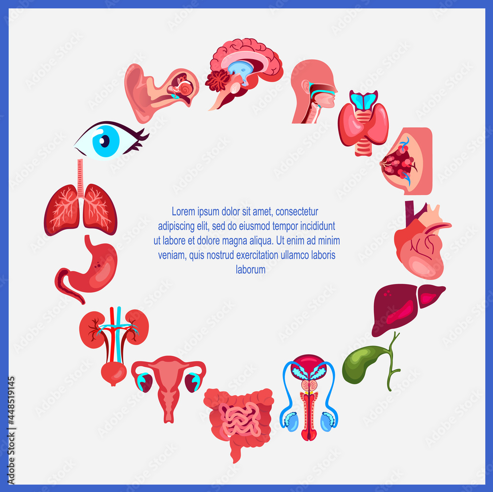 Стокова ілюстрація Bright Human Healthy Organs Set.Vector Illustration ...