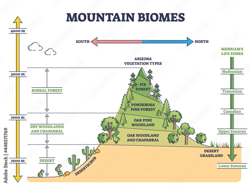 Mountain biomes with altitude and merriams life zones axis outline ...
