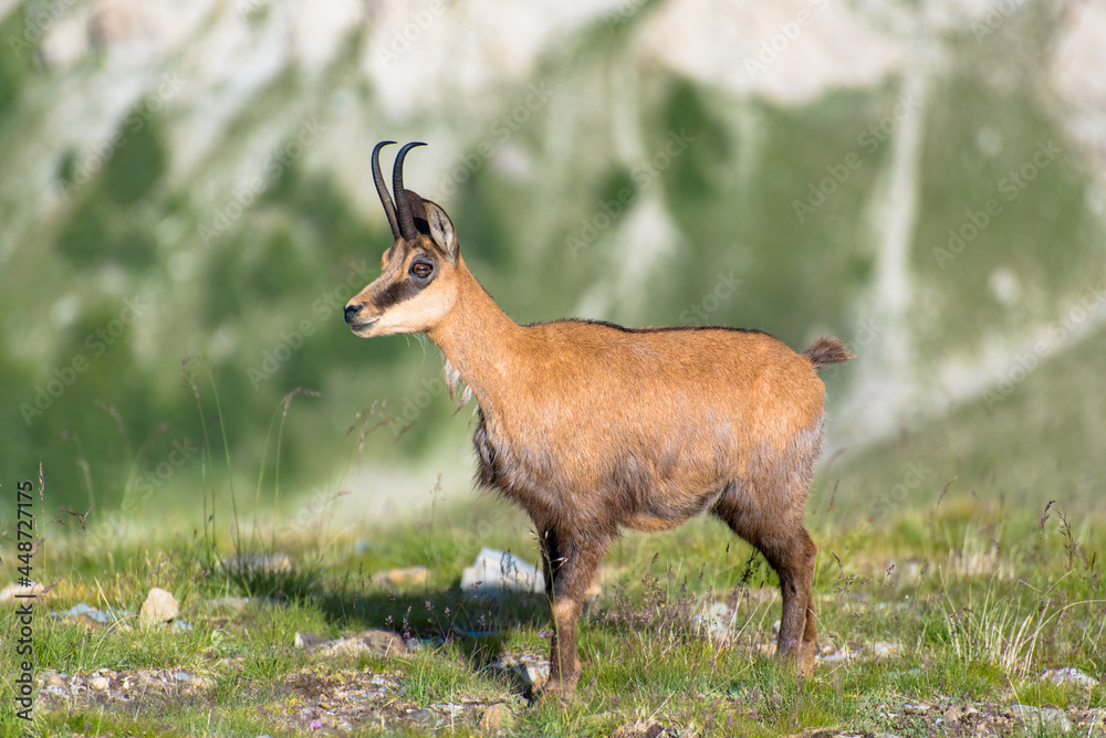 Chamois dans le parc du Mercantour Stock Photo | Adobe Stock
