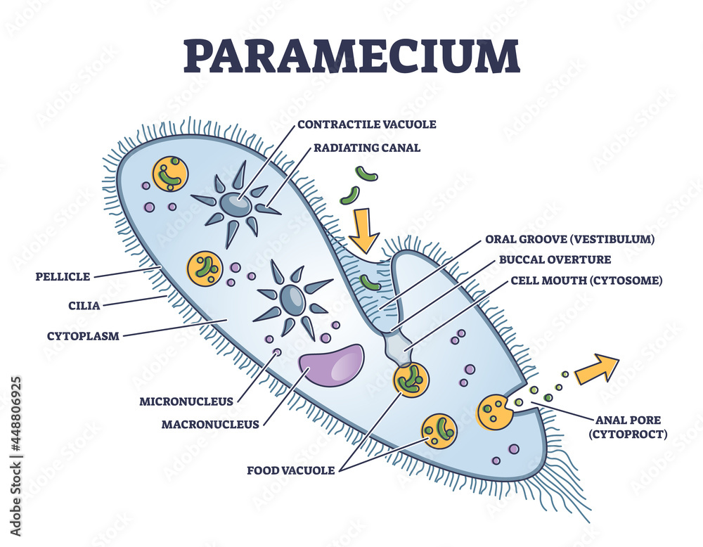 Paramecium microscopic closeup structure with anatomical outline ...