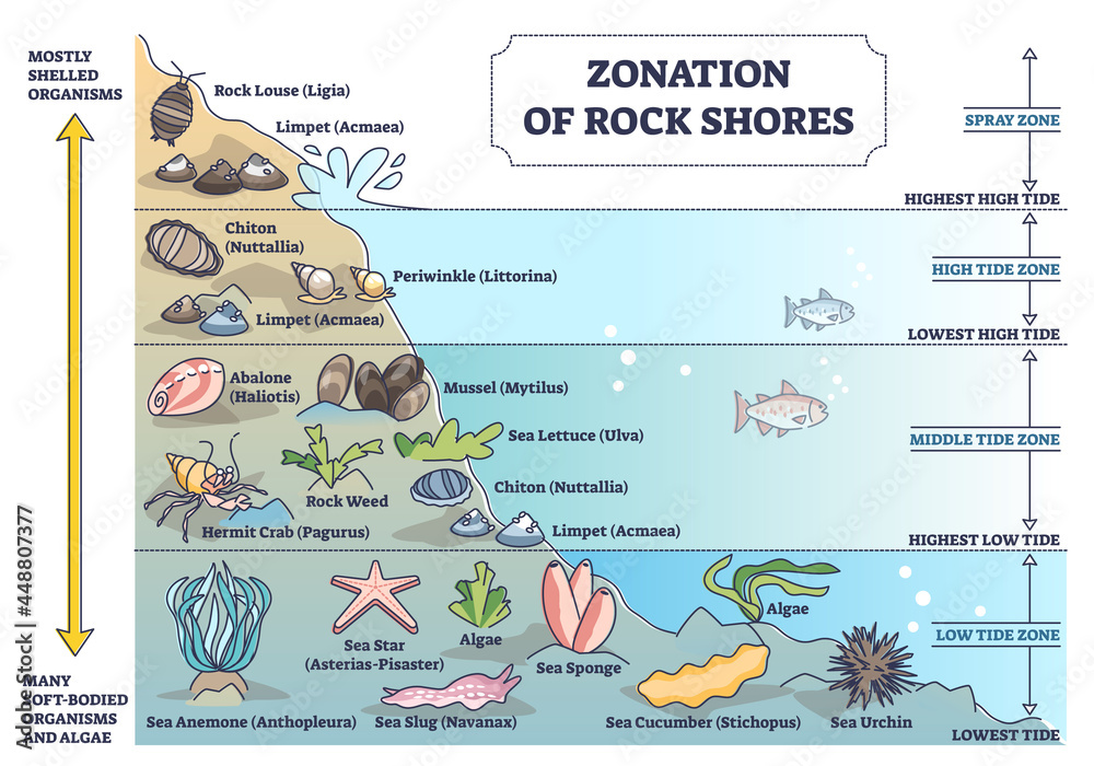 Vettoriale stock di Zonation of rock shores with underwater species and ...
