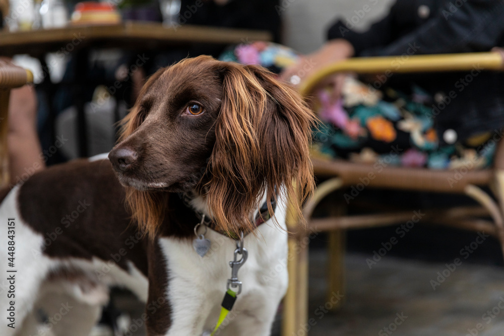 Drentse Patrijs or Dutch Partridge dog with a brown and white coat ...