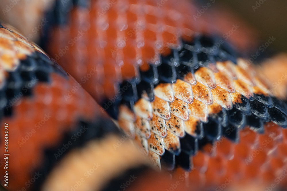 Macrophotography detail of the scales of the skin of a variable ...