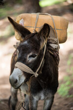 Donkey, Pack Farm Animal Free Stock Photo - Public Domain Pictures