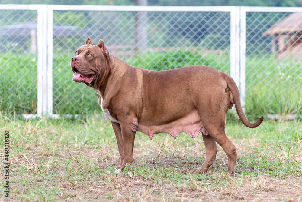 Perfect female pitbull mother large breed brown and white pit bull on a dog breeding farm in Thailand. A female dog has just given birth by breastfeeding. There is space for text. Stock