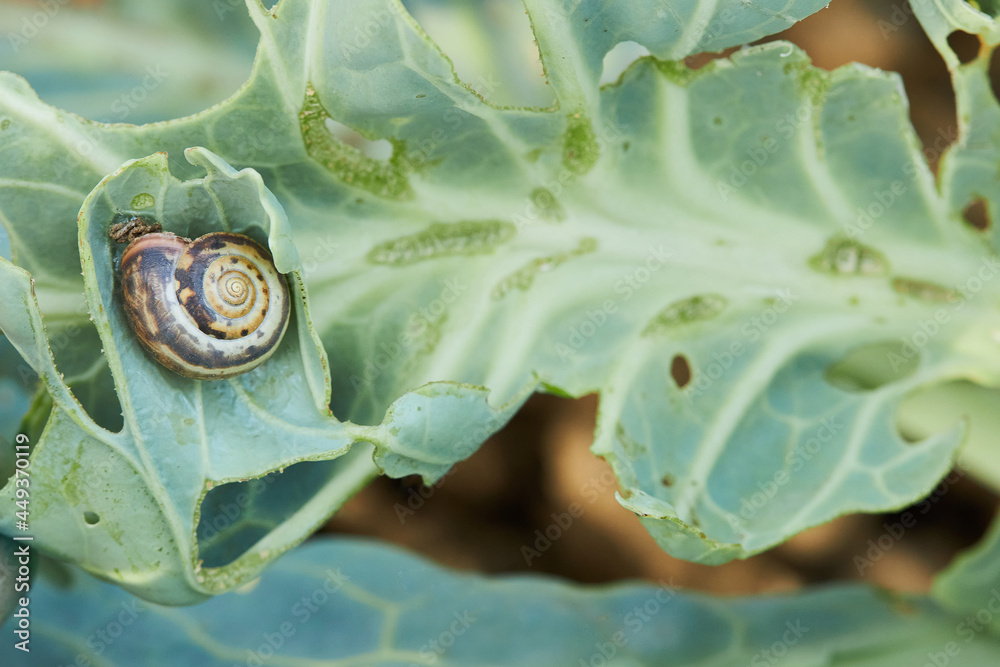 Small snail (Helicella itala) is sleeping on a cabbage leaf. Cabbage ...