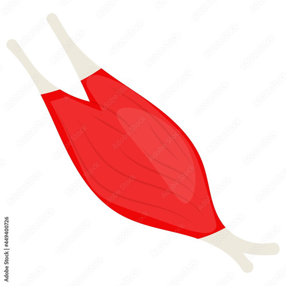 skeletal muscle tissue Concept, muscle cells Vector color Icon Design ...