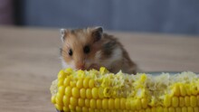 Hamster Eating Free Stock Photo - Public Domain Pictures