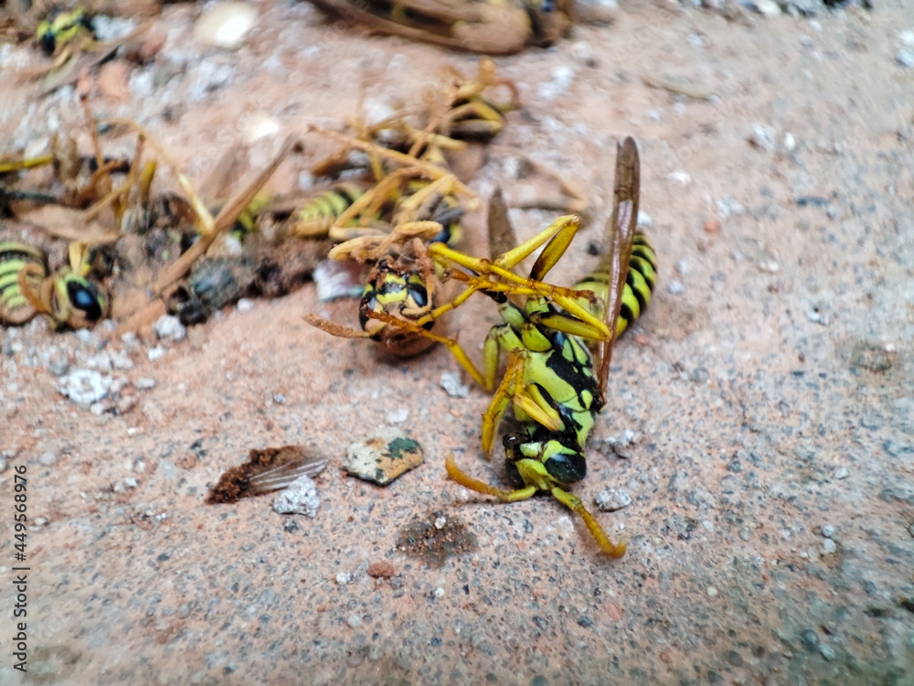 Foto de Stock Dead wasp shows insect desease. The sting of a wasp ...