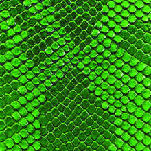 Snake Skin Plant Free Stock Photo - Public Domain Pictures