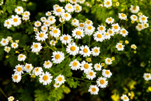Feverfew Daisy Flowers Free Stock Photo - Public Domain Pictures