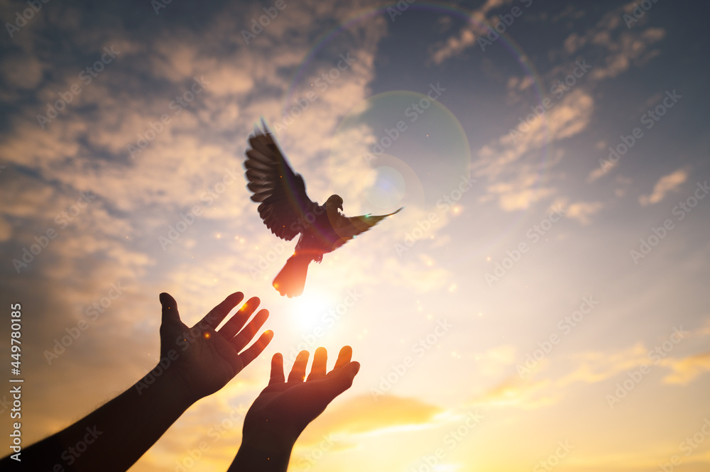 Hands praying and free bird pigeon enjoying nature on sunset background ...