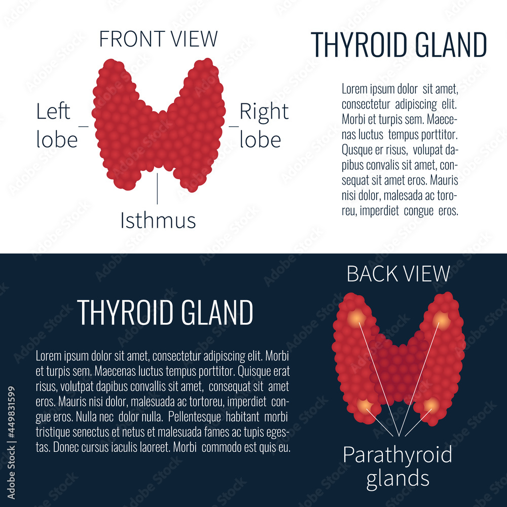 Thyroid gland front and back view on white and dark blue background ...