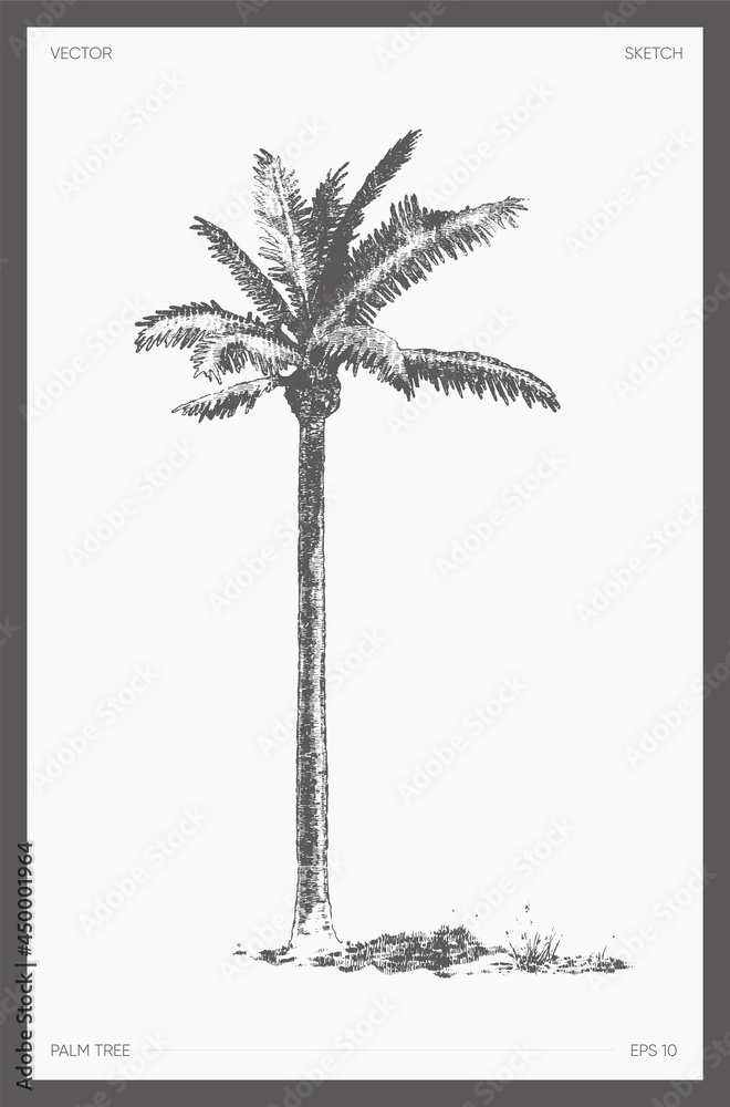 High detail vector palm tree realistic sketch Stock Vector | Adobe Stock