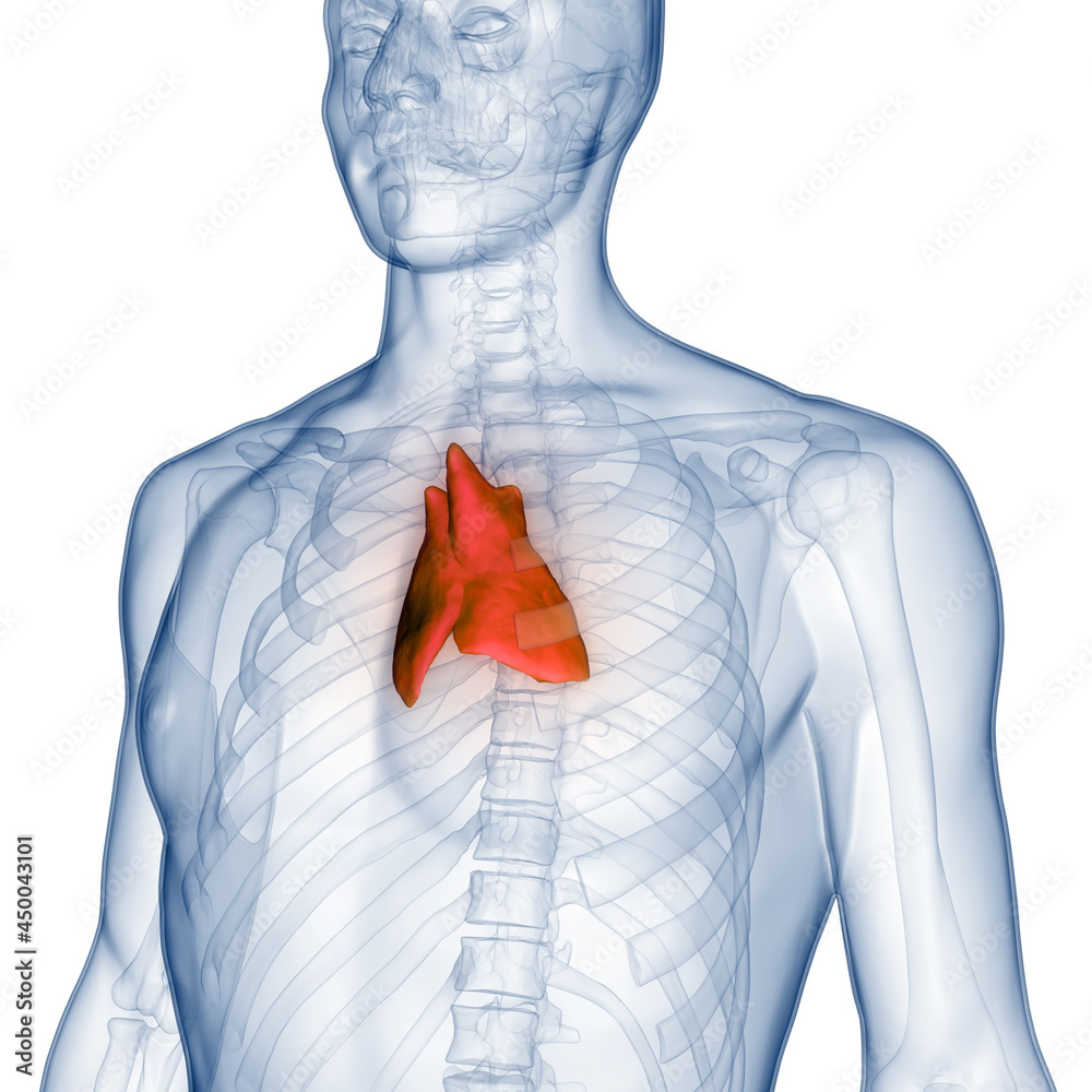Human Glands Thymus Gland Anatomy Stock Illustration | Adobe Stock