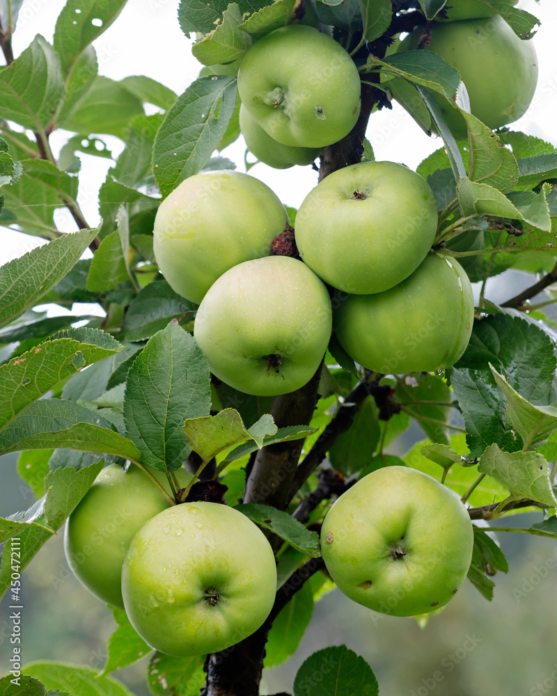 Apples on the tree. The apple is the oldest and most common fruit among ...