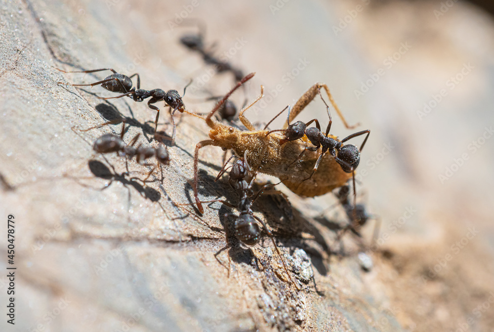 Ants carrying the corpse of another insect. Behavior of ants. Hormigas ...