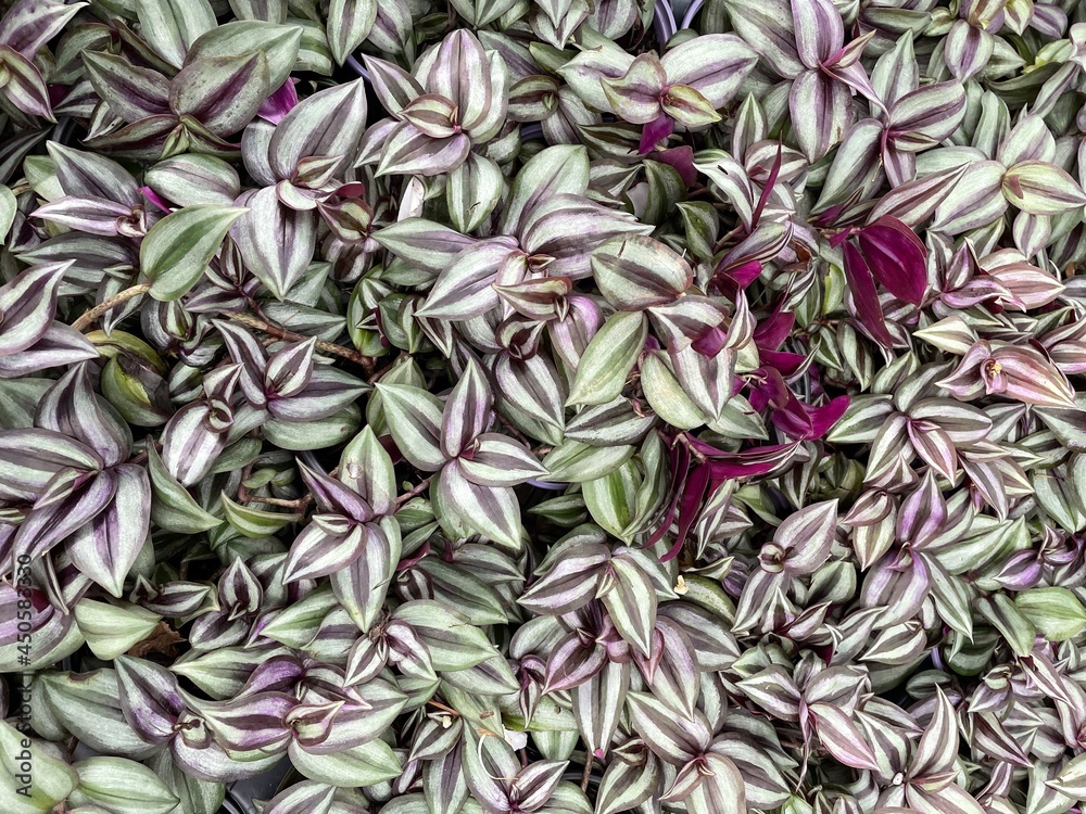 purple and green wandering jew Stock Photo | Adobe Stock