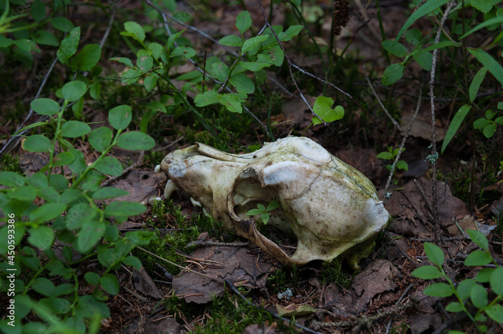 The animal's skull is lying in the grass. A blade of grass grows ...