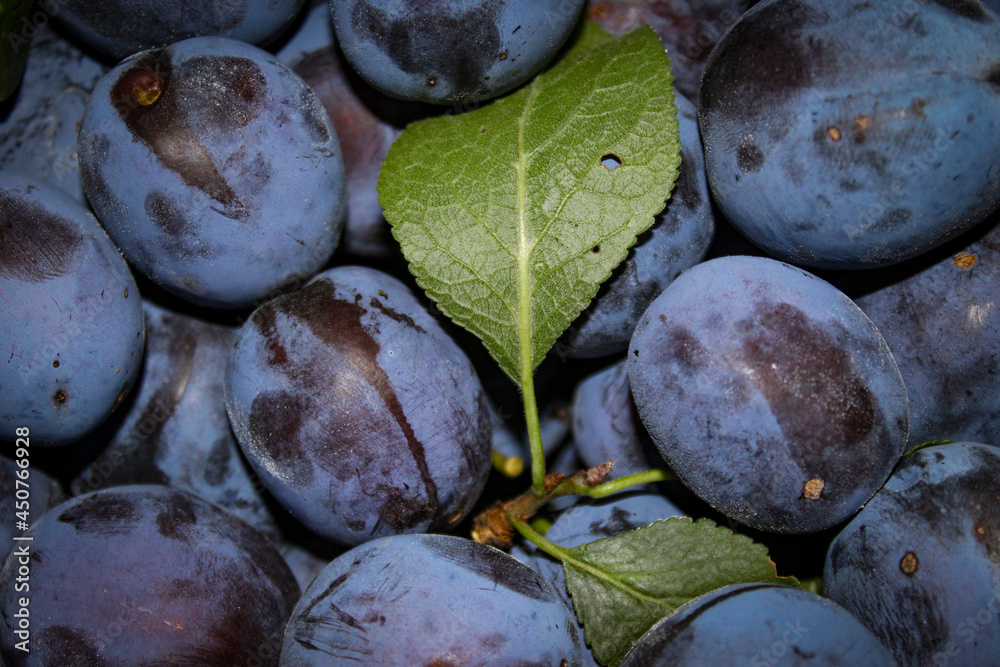 Wallpaper of homegrown plums. Background of round blue plums. Prunus ...