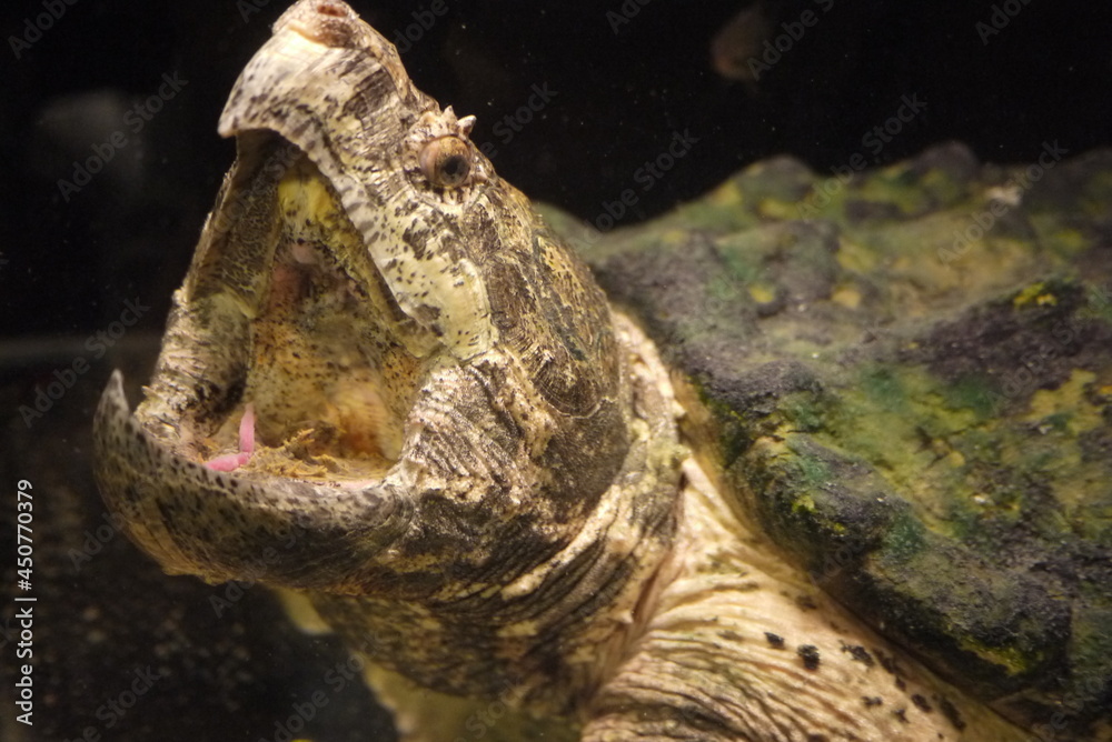 The alligator snapping turtle (Macrochelys temminckii) is the largest ...