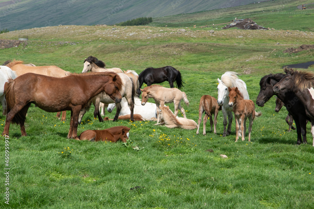 Islandpferde auf einer Weide im Norden von Island. Das Islandpony ist ...