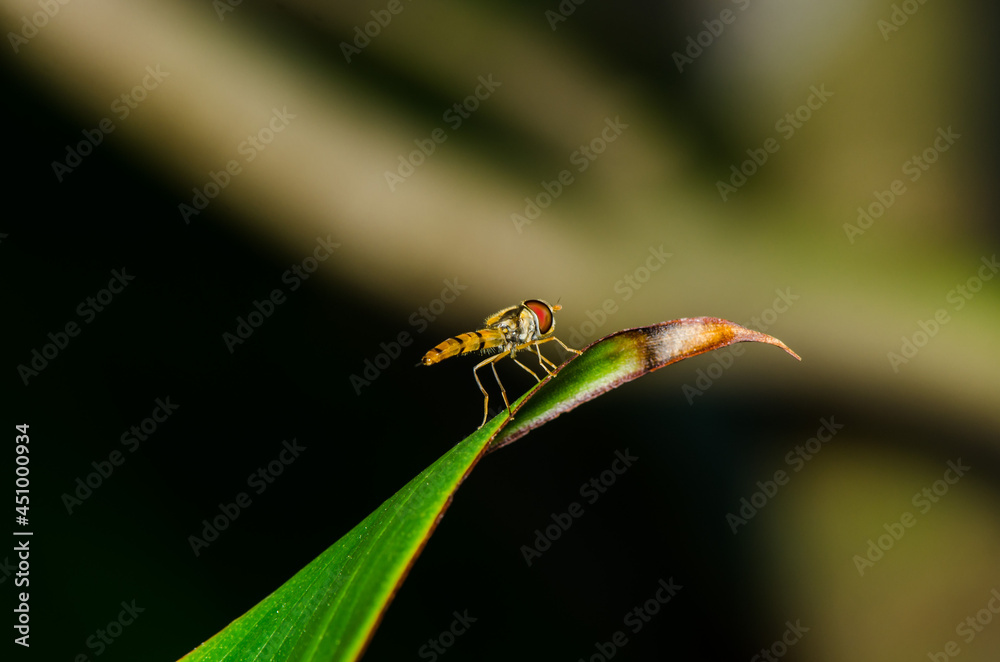 Macro photography of insects, bugs and critters. Up-Close with Nature ...