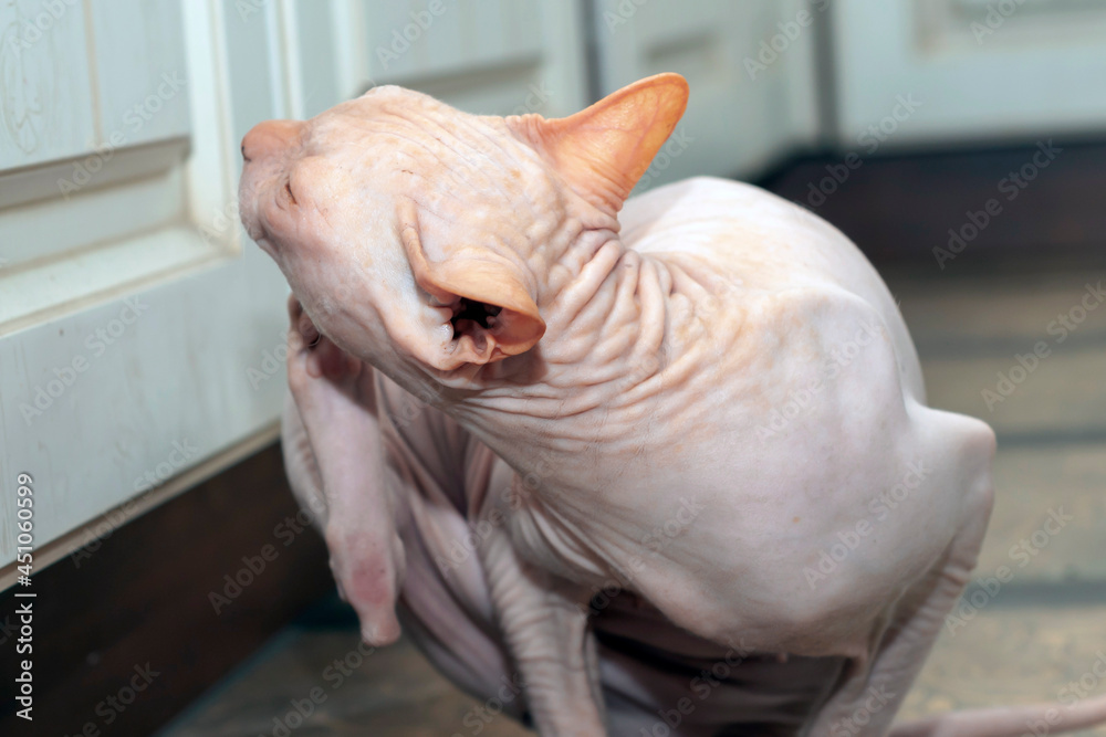 A bald cat without hair, a purebred breed of the Don Sphinx, scratches ...