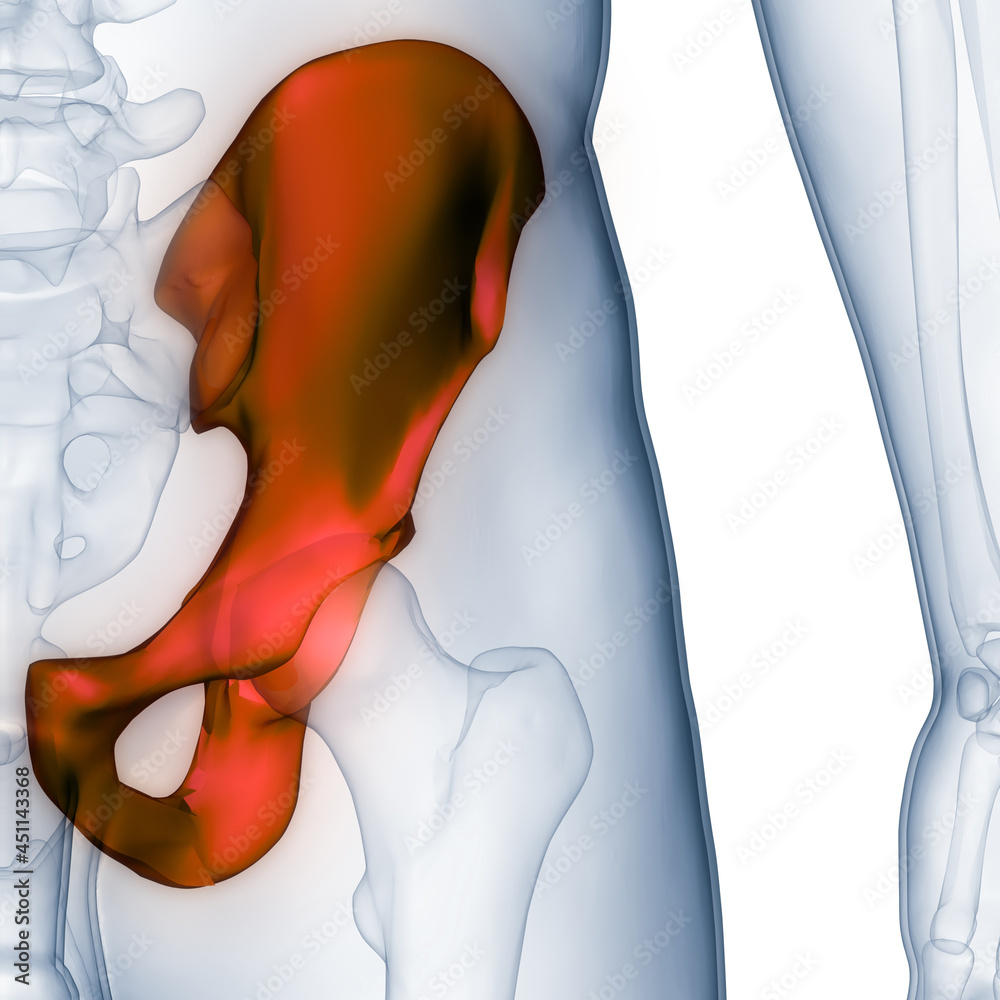 Human Skeleton System Hip Bone Joints Anatomy Stock Illustration ...