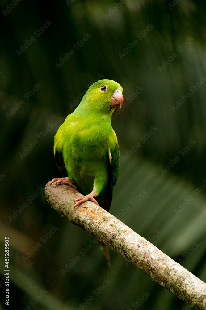 Foto de Stock Periquito conhecido com tuim, chuim, pacu, papacu ...