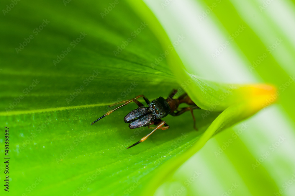 Photo Stock Jumping spiders from the common home spiders, the exotic ...
