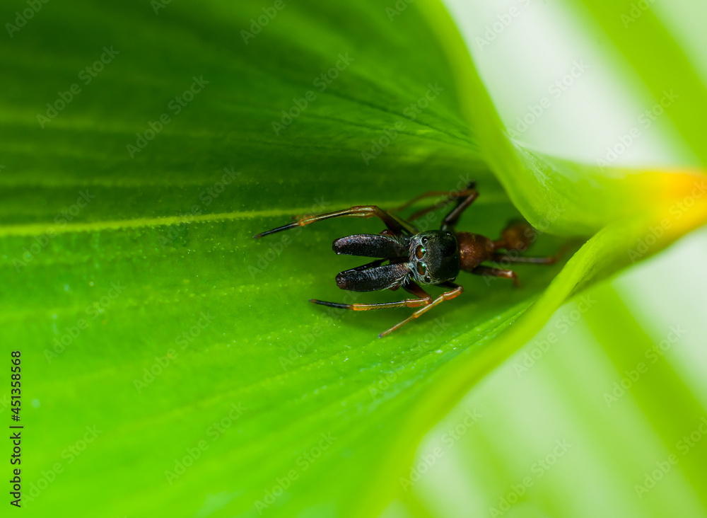 Jumping spiders from the common home spiders, the exotic peacock ...