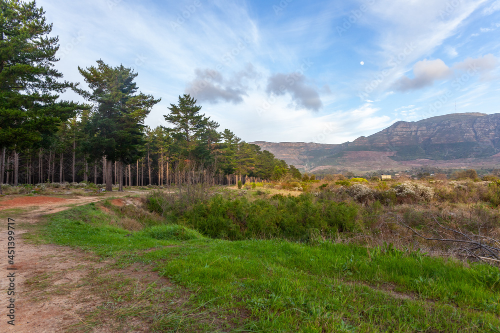 The Tokai forest park which is made up of different sections of pine ...