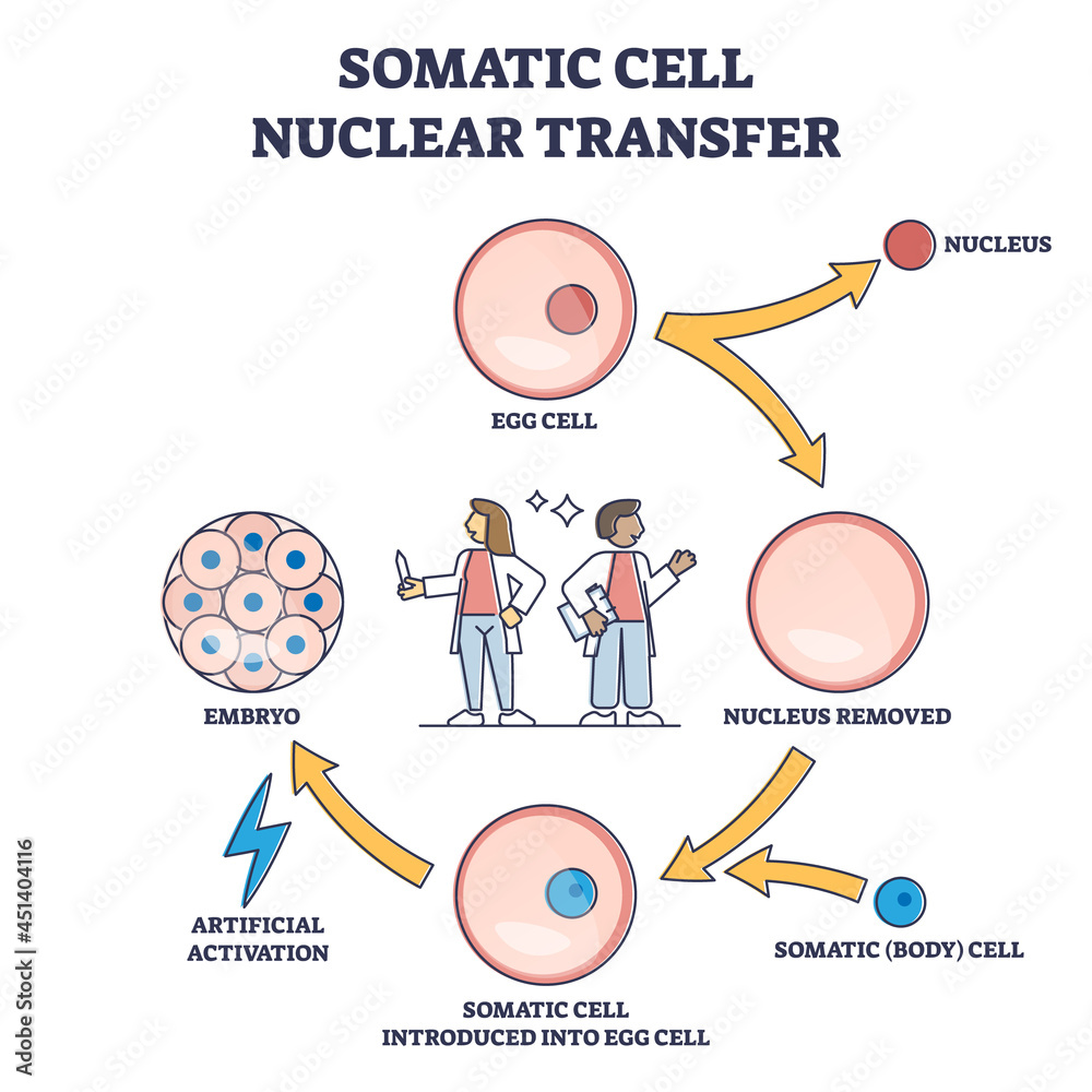 Somatic cell nuclear transfer as genetic change process steps outline ...