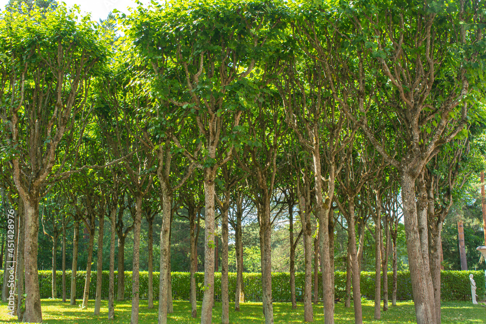 Old linden trees with long straight trunks and branches bent up like ...