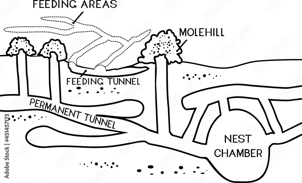 Coloring page. Scheme of structure of underground mole tunnels Stock Vector | Adobe Stock