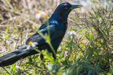 Common Grackle Bird Free Stock Photo - Public Domain Pictures