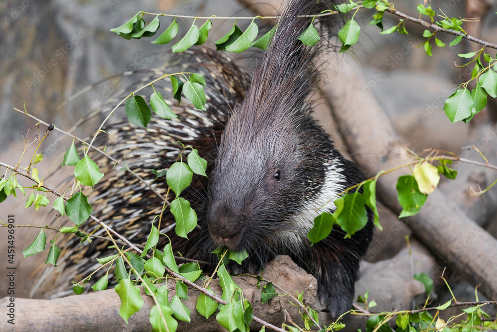 Porcupines are large rodents with coats of sharp spines, or quills ...