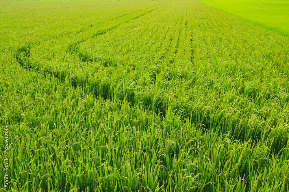 Korean traditional rice farming. Rice planting landscape in Korea ...