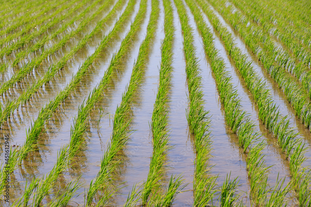 Korean traditional rice farming. Rice planting landscape in Korea ...
