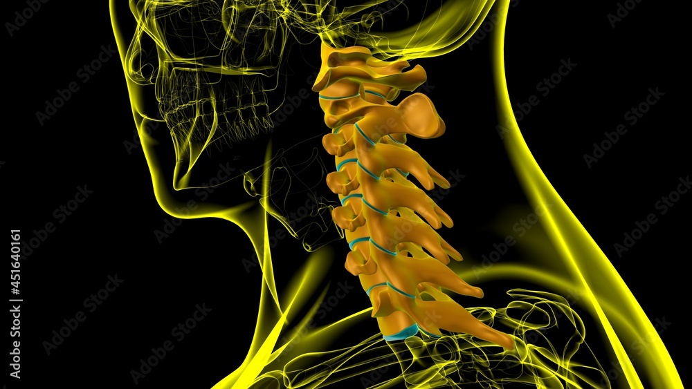 Human Skeleton Vertebral Column Cervical Vertebrae Anatomy 3D 素材庫插圖 ...