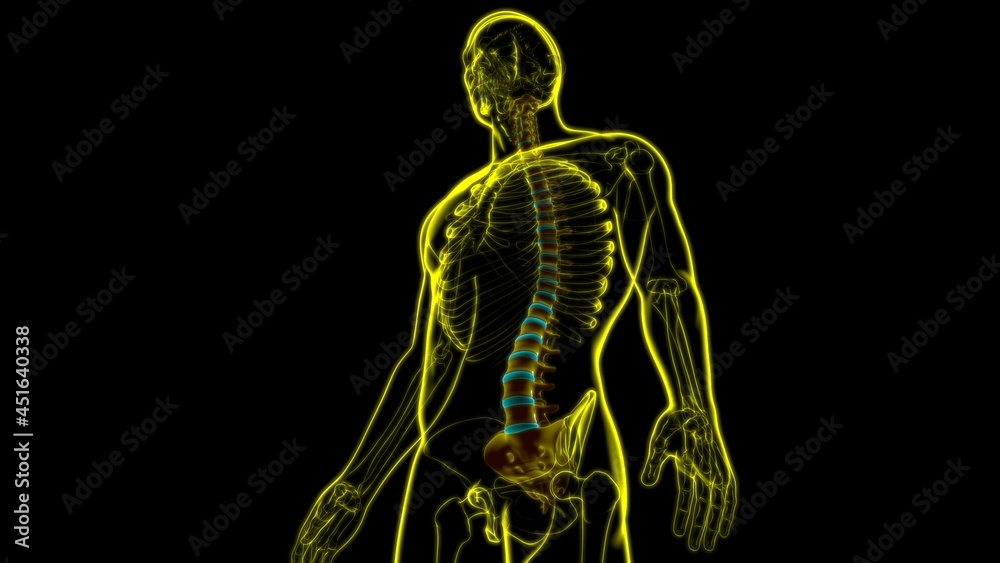 Human Skeleton Vertebral Column Vertebrae Anatomy Stock Illustration ...